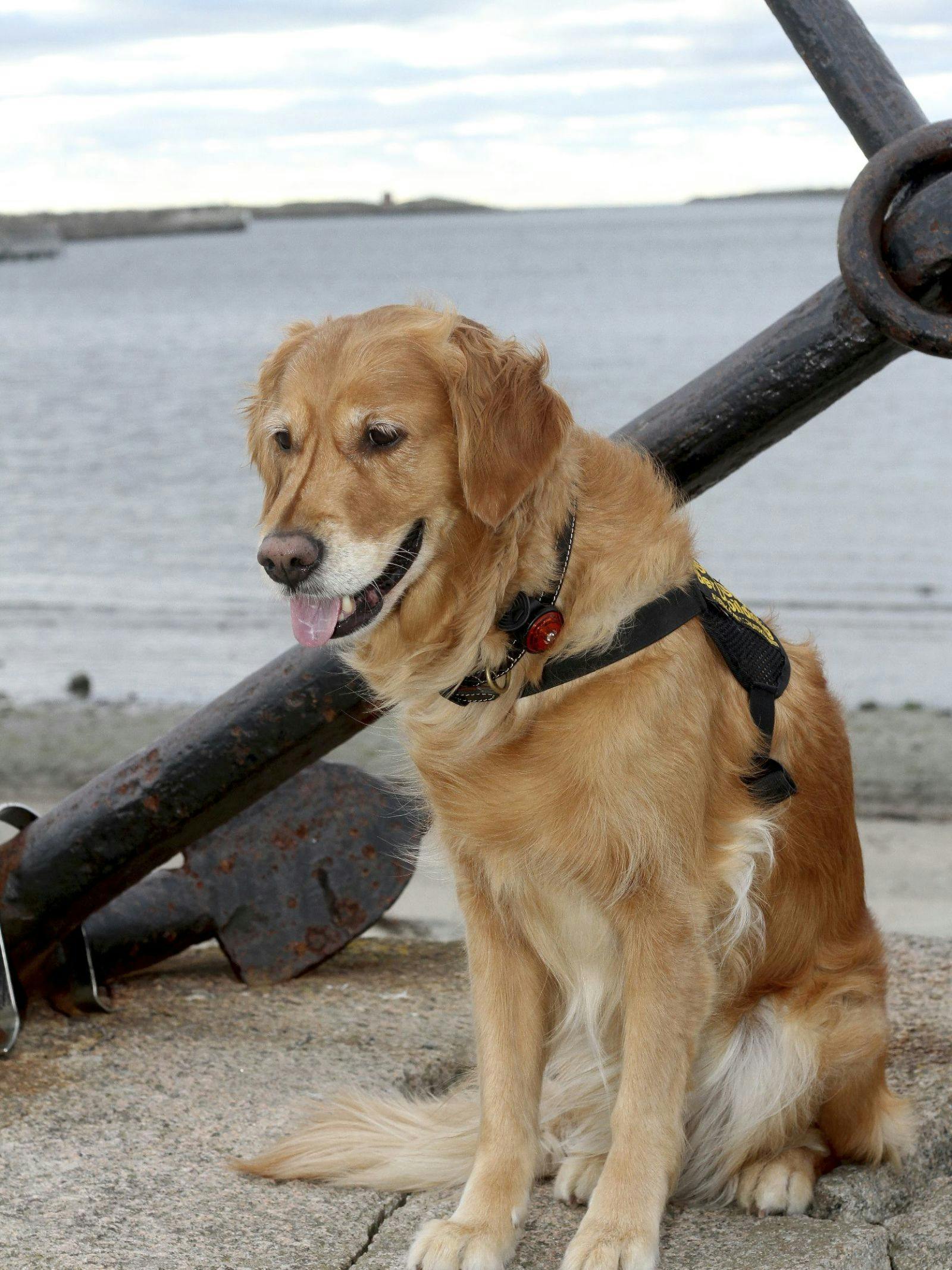 Andrea forsøgte at begå selvmord: "Min hund reddede mit liv" | Femina