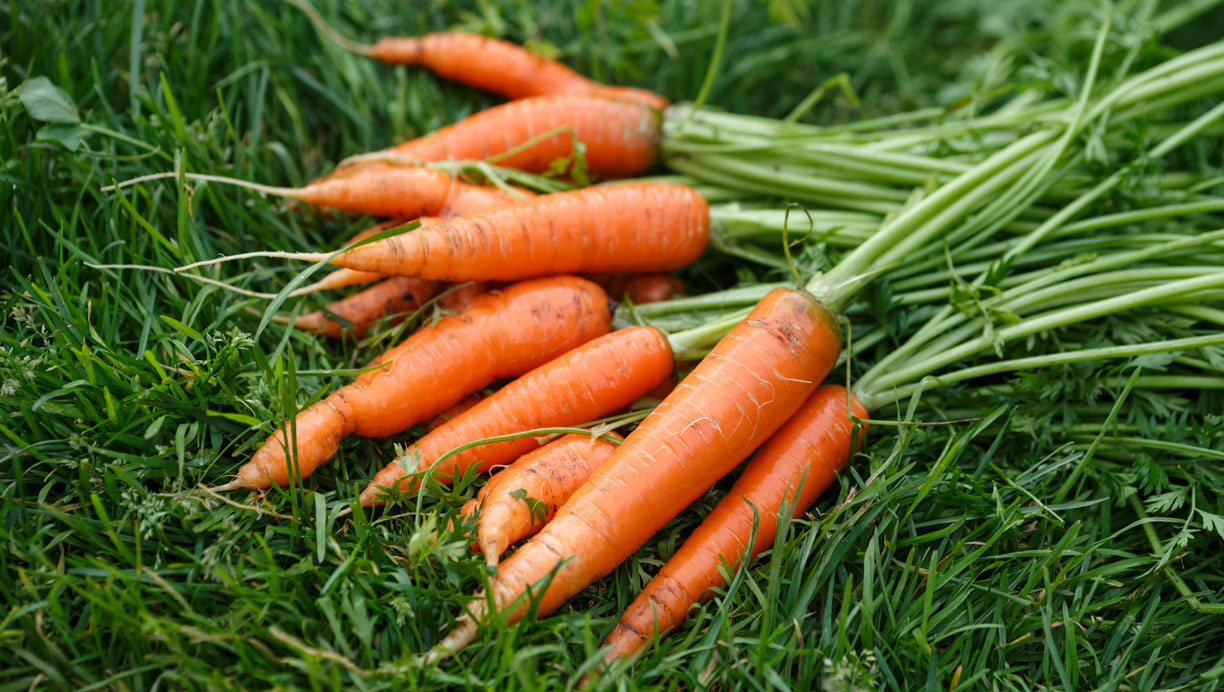 Gulerod - en god gammel kending med en lang historie | SØNDAG